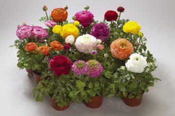 Ранункулюсы: посадка, выращивание и уход в открытом грунте и дома в горшке