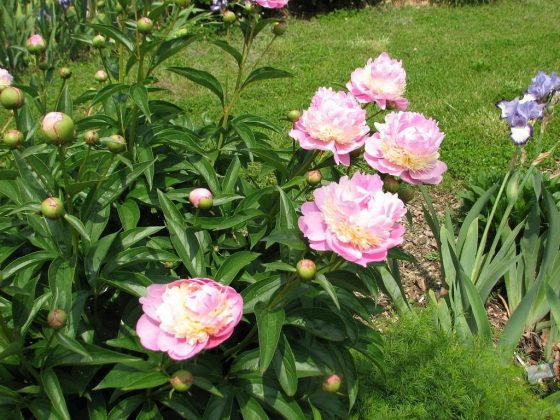 Пион Сорбет (Paeonia Sorbet): описание, посадка, уход и выращивание
