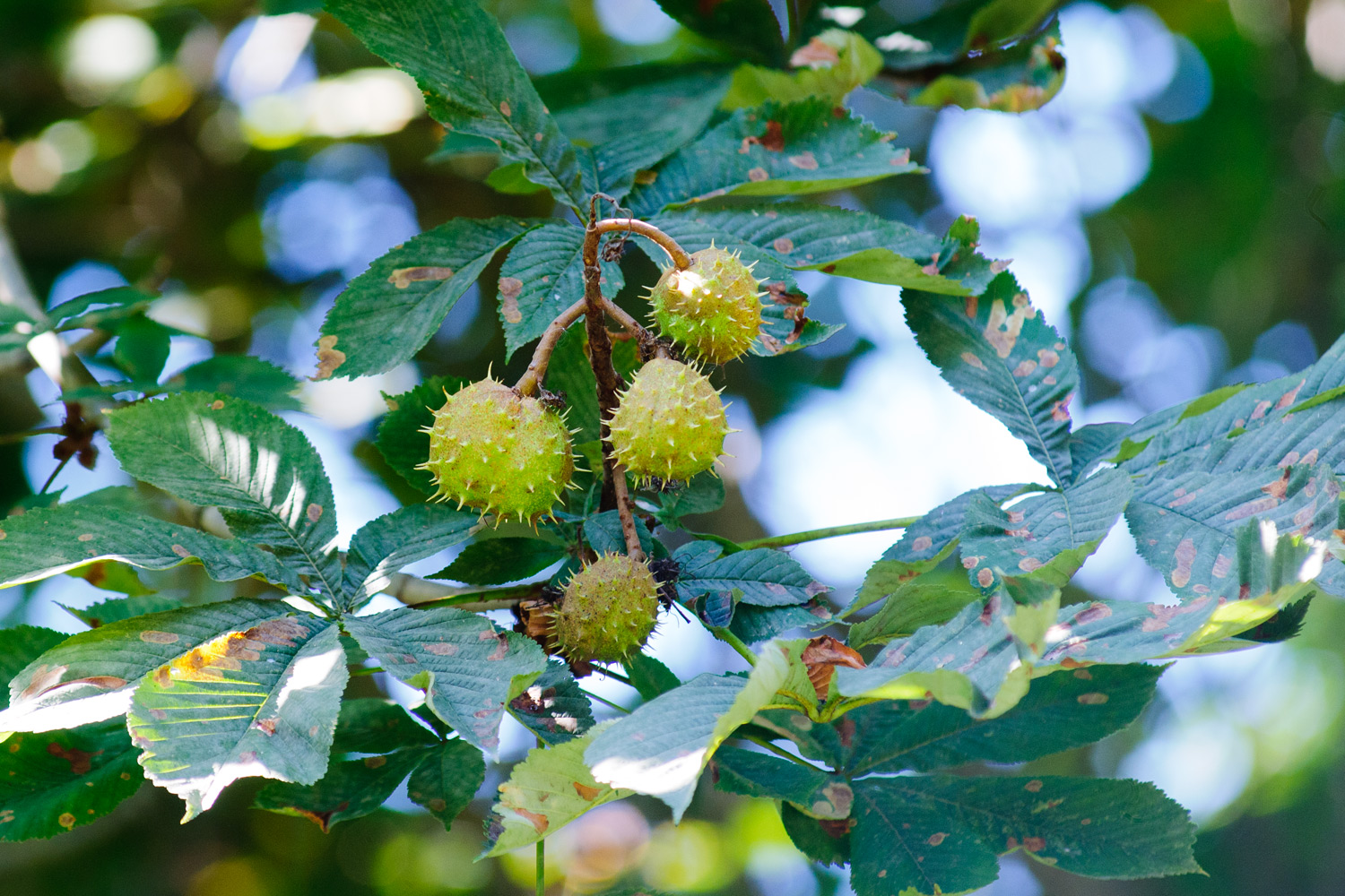 Дерево Каштан (Castanea): описание, посадка и уход