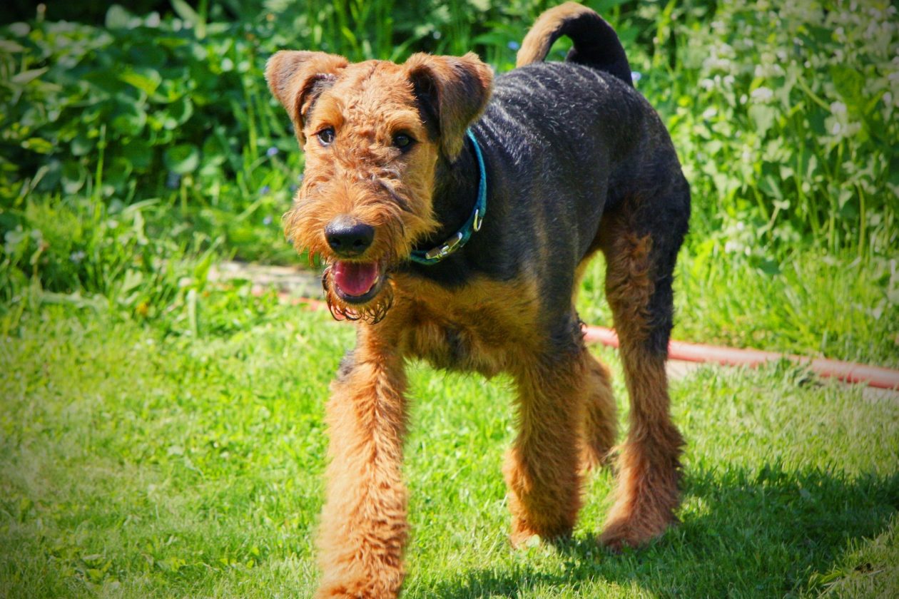 Эльдертерьер (airedale terrier): описание породы, характер, содержание ...
